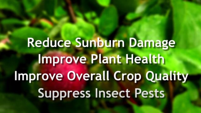 Surround WP Crop Protectant (OMRI), 25 lbs - Progressive Grower